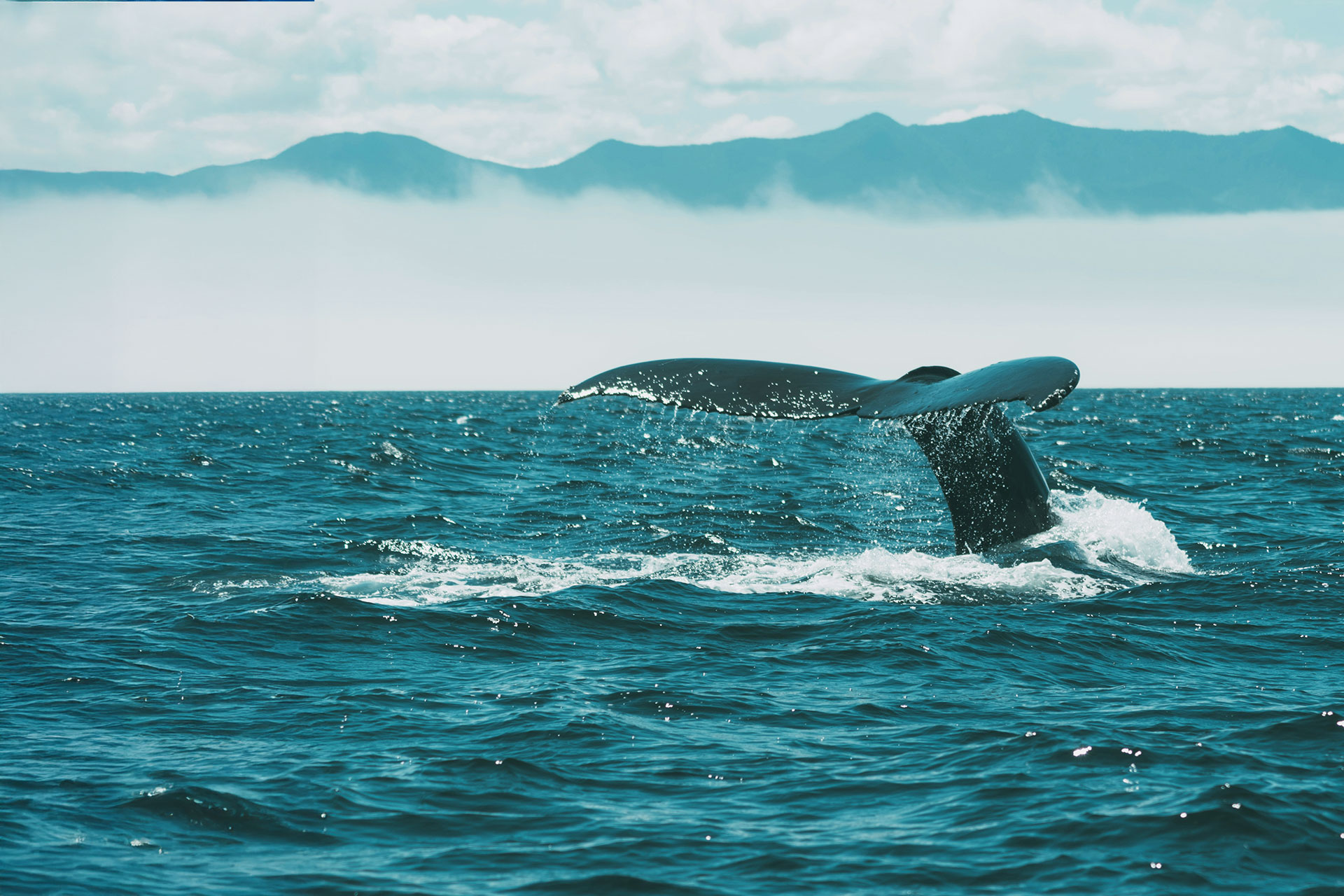 Sustainability | Atlantic LS
